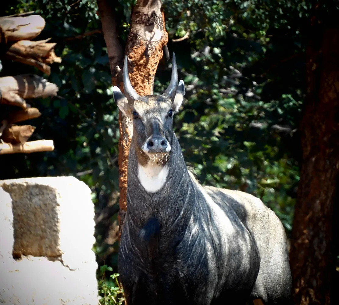 Chitradurga Zoo